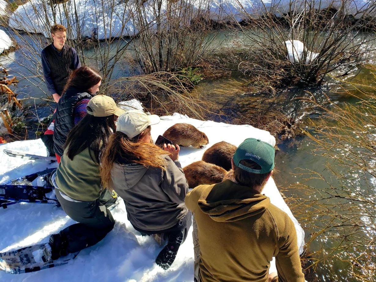 Community Plus - Oregon Today News - Beavers Reintroduced To Vesper ...